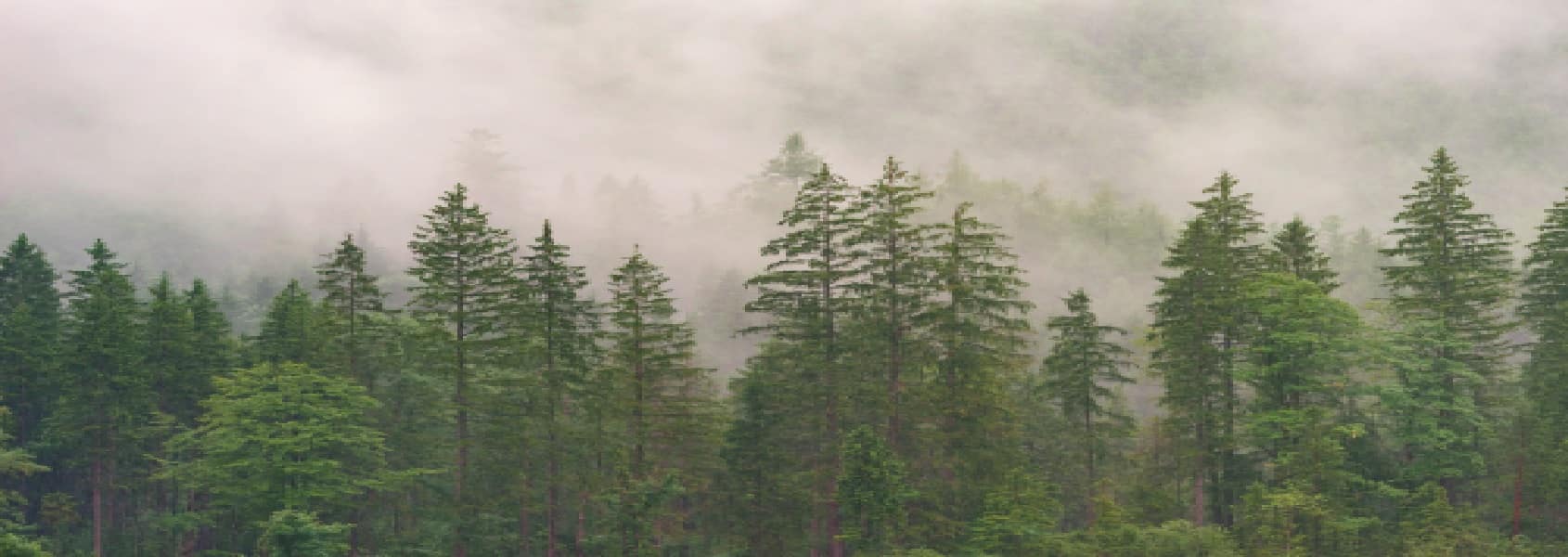 Weathering the storm - Aspirion Wealth Weathering the storm - Aspirion Wealth